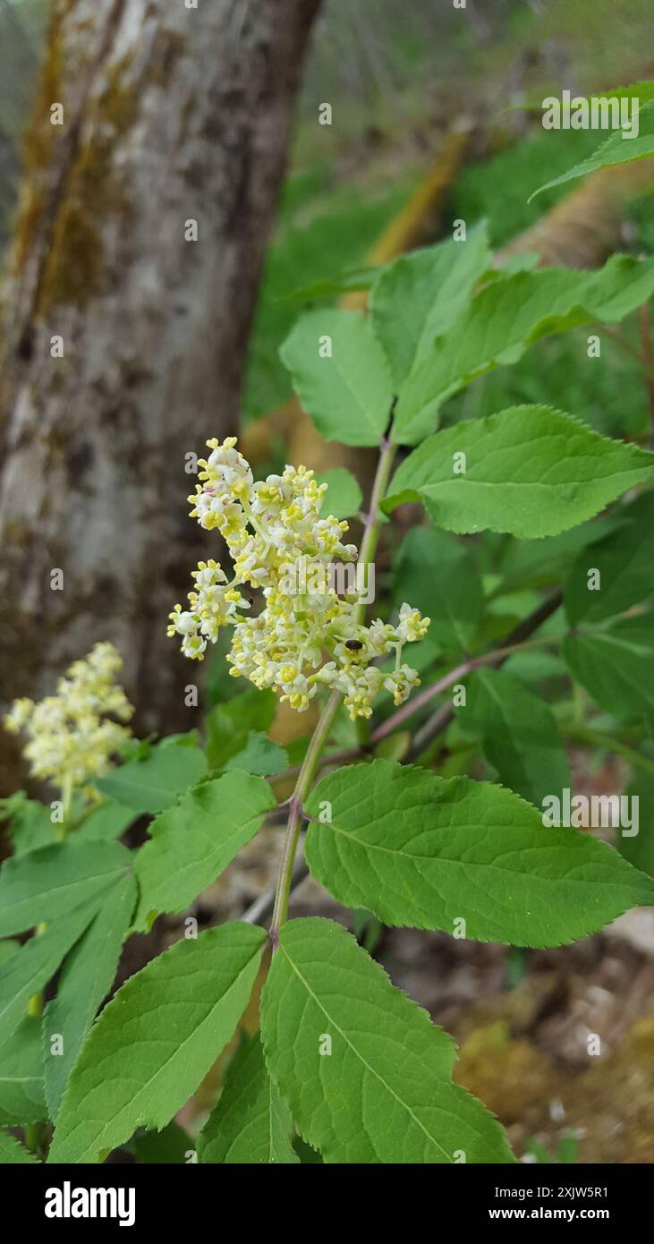 European Red Elder (Sambucus racemosa racemosa) Plantae Stock Photo - Alamy
