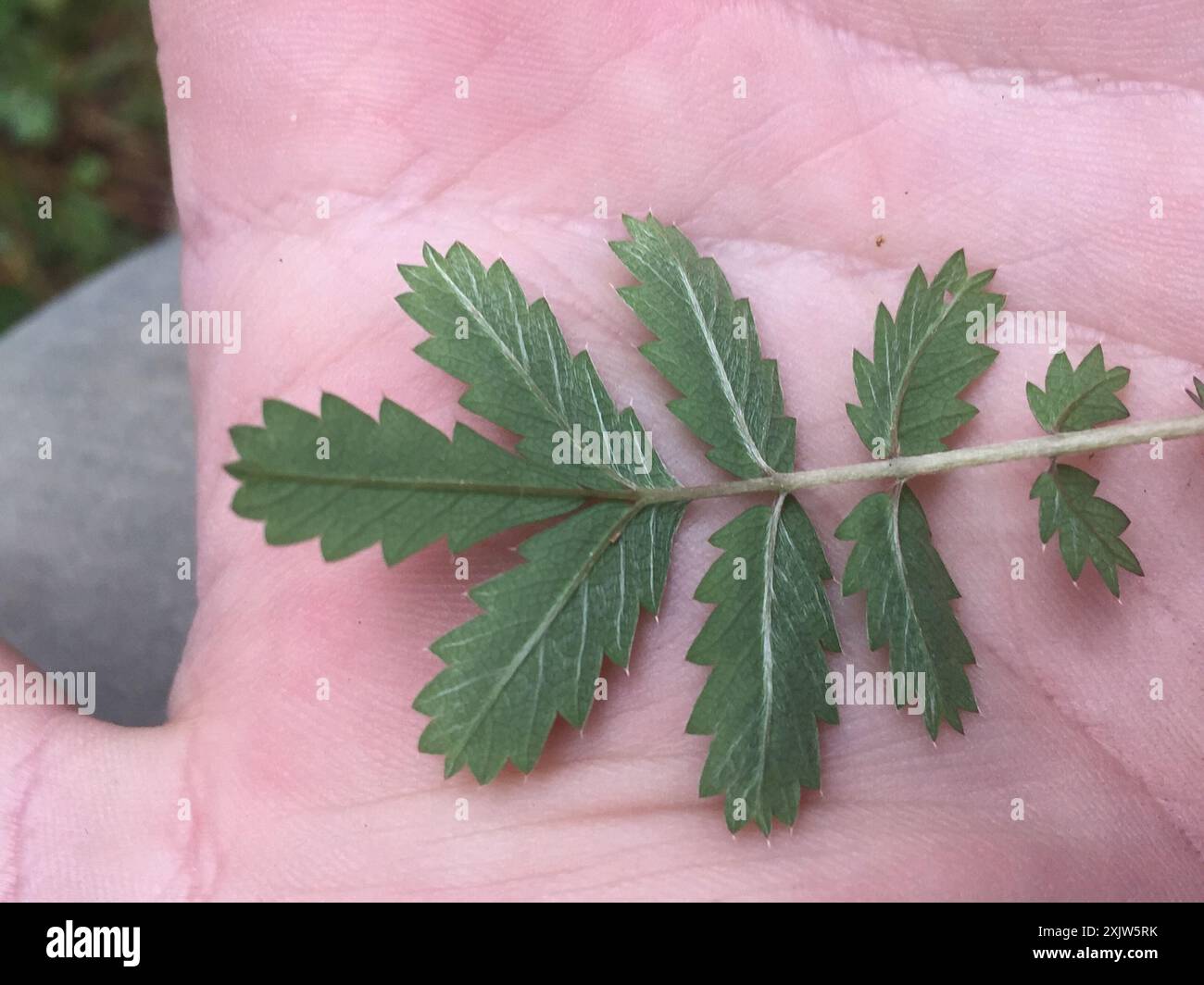 bidgee-widgee (Acaena anserinifolia) Plantae Stock Photo - Alamy