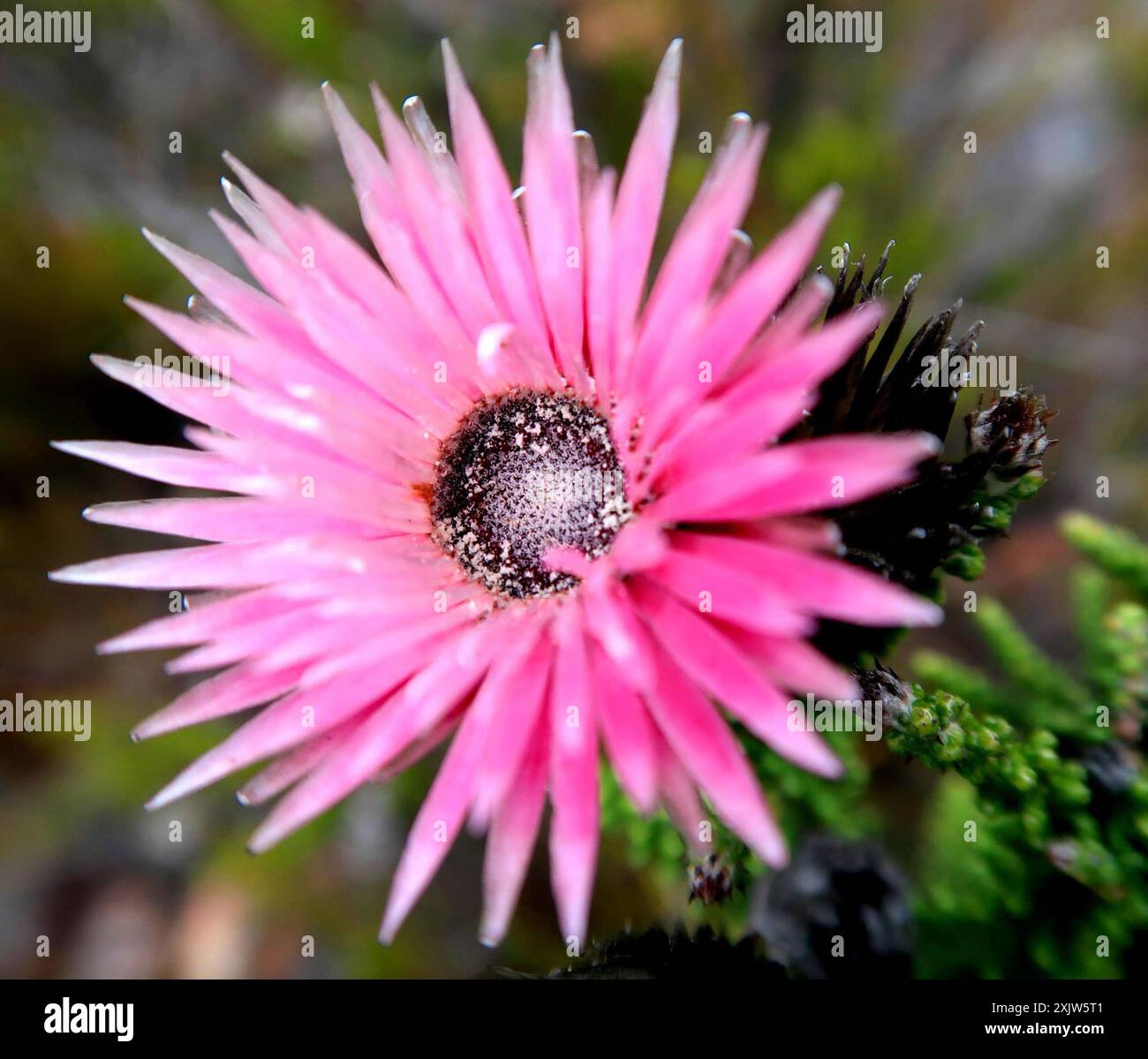 Cape everlasting (Phaenocoma prolifera) Plantae Stock Photo - Alamy