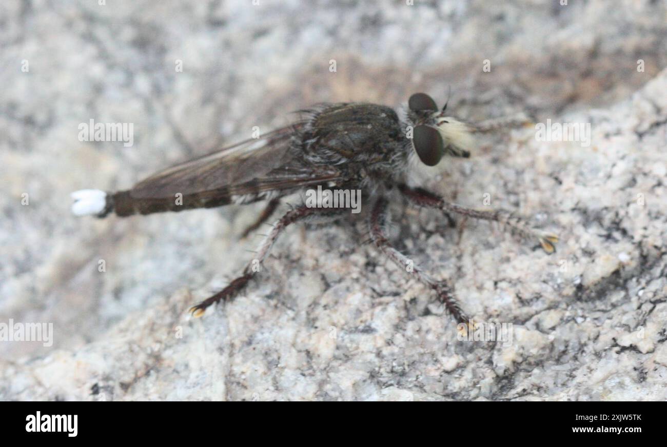 Giant Robber Flies (Promachus) Insecta Stock Photo - Alamy