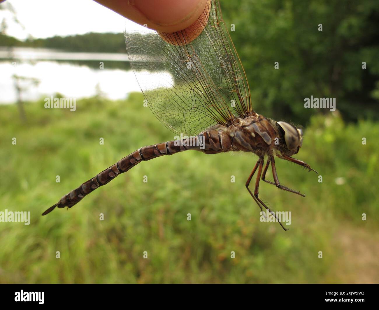 Canada Darner (Aeshna canadensis) Insecta Stock Photo - Alamy