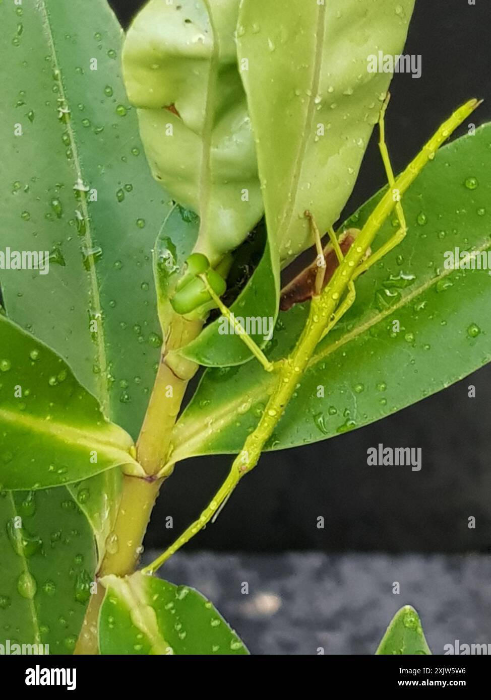 Smooth Stick Insect (Clitarchus hookeri) Insecta Stock Photo - Alamy