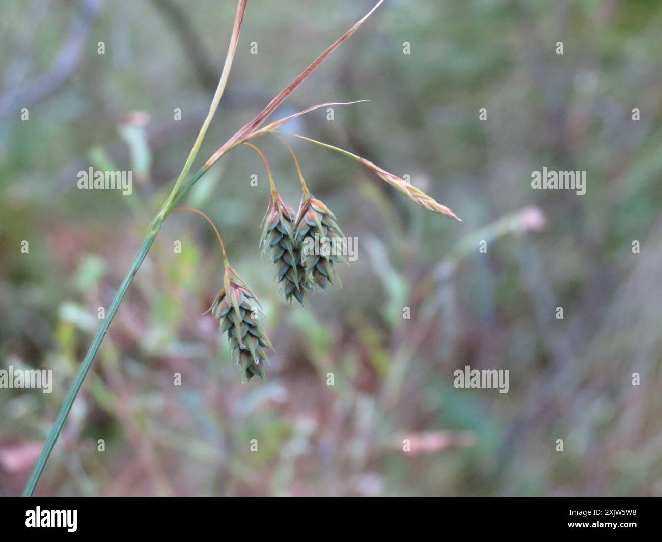 Tall Bog-sedge (Carex magellanica) Plantae Stock Photo - Alamy