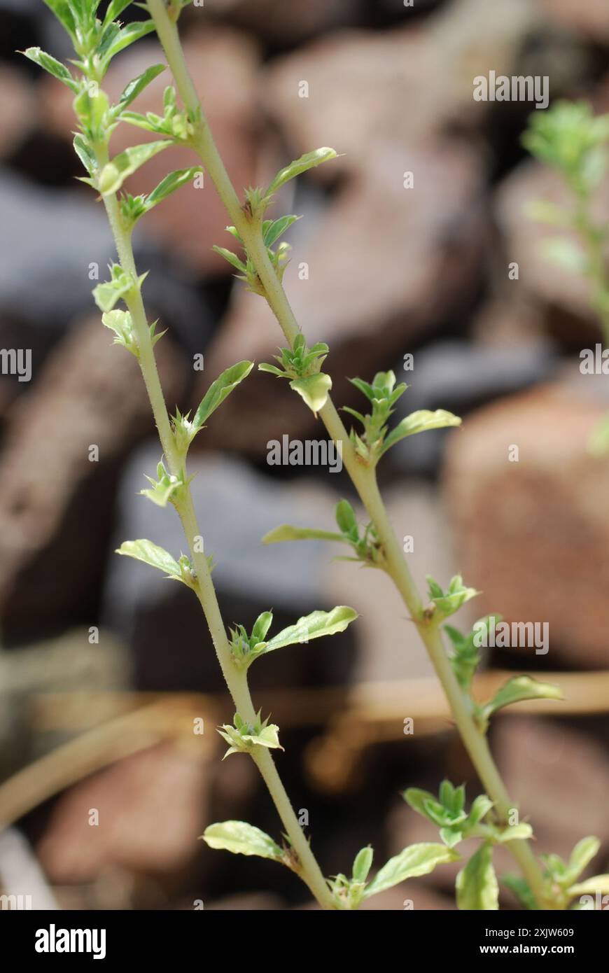 prostrate pigweed (Amaranthus albus) Plantae Stock Photo - Alamy