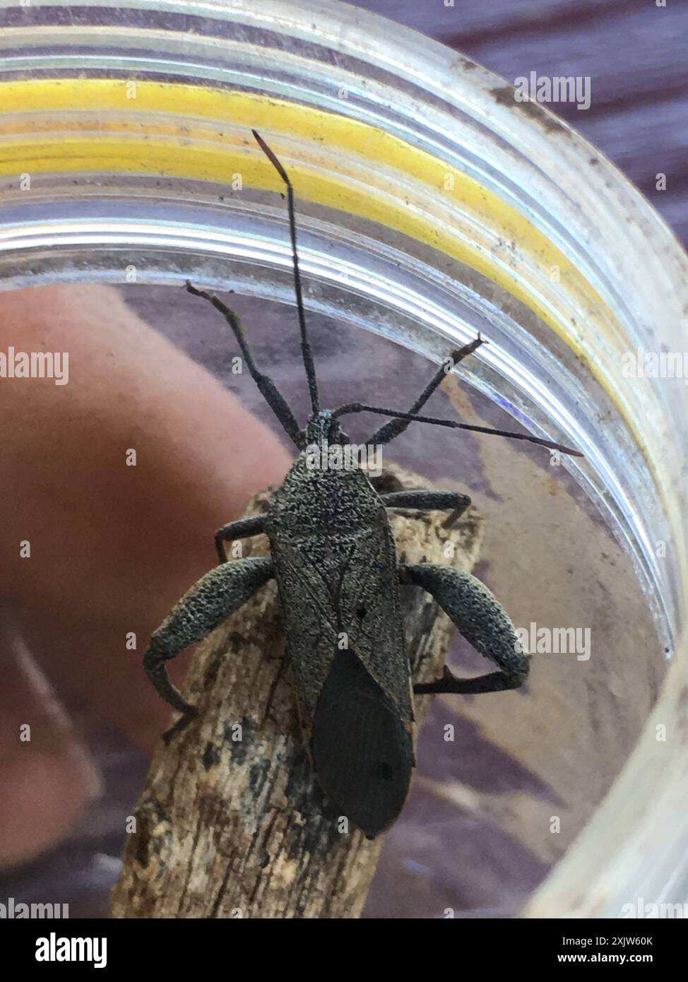 sweet potato bug (Physomerus grossipes) Insecta Stock Photo - Alamy