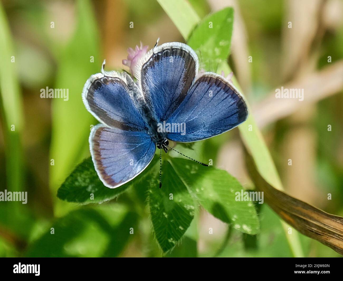 Eastern Tailed-Blue (Cupido comyntas) Insecta Stock Photo - Alamy
