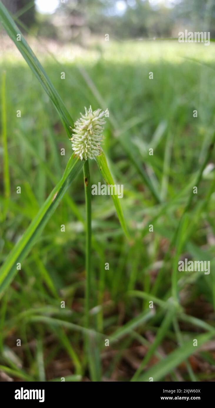Shortleaf Spikesedge (Cyperus brevifolius) Plantae Stock Photo - Alamy
