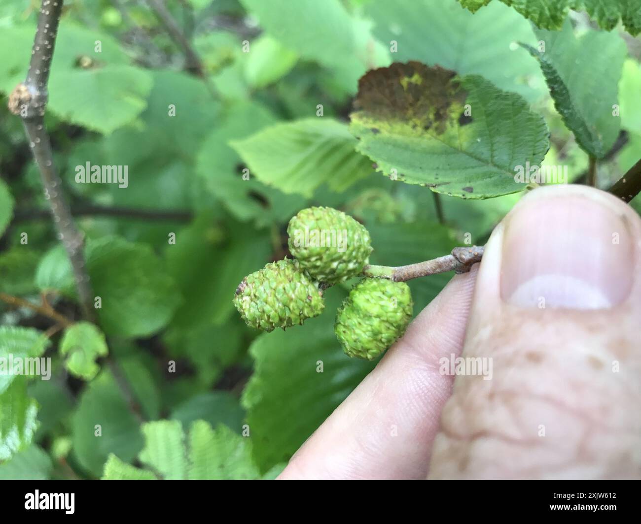 swamp alder (Alnus incana rugosa) Plantae Stock Photo - Alamy