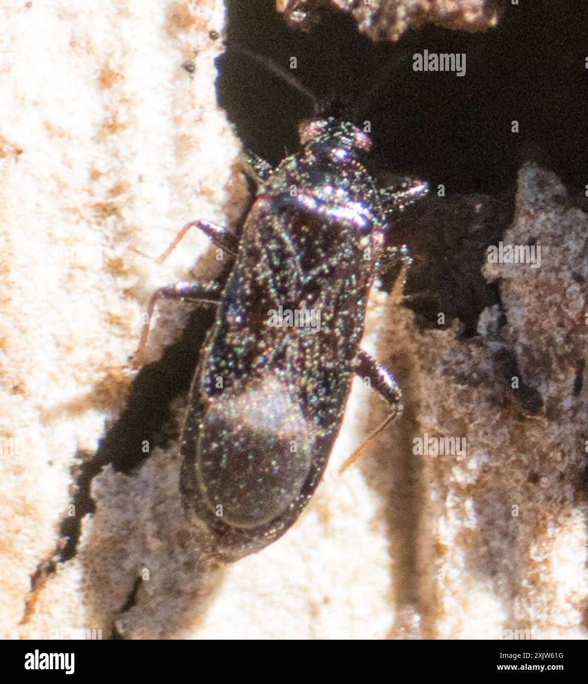 Minute pirate bugs (Anthocoridae) Insecta Stock Photo - Alamy