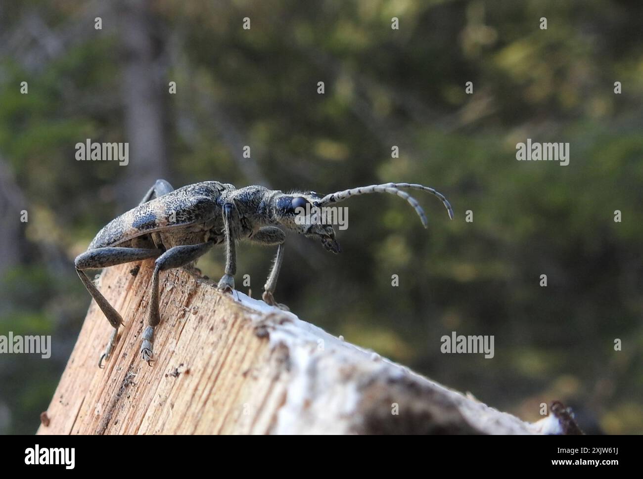 Blackspotted Longhorn Beetle (Rhagium mordax) Insecta Stock Photo - Alamy