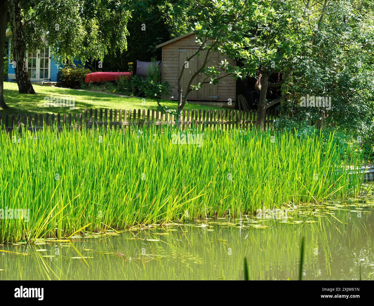 Reeds grow through canal water as the unstoppable force of nature ...