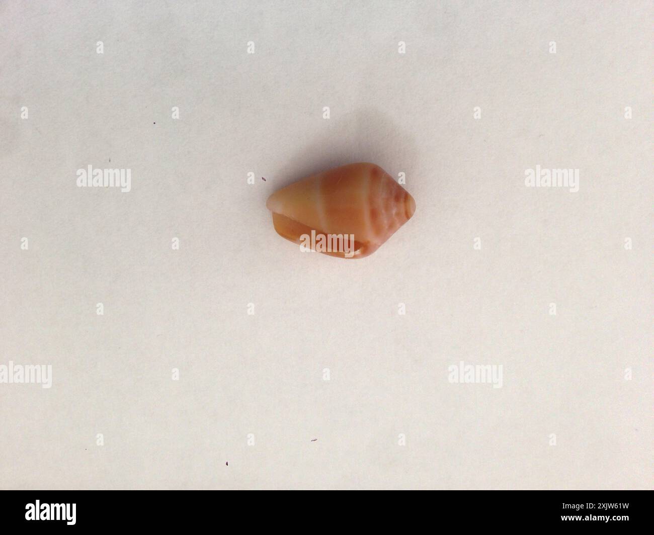 Mediterranean Cone Snail (Conus ventricosus) Mollusca Stock Photo - Alamy