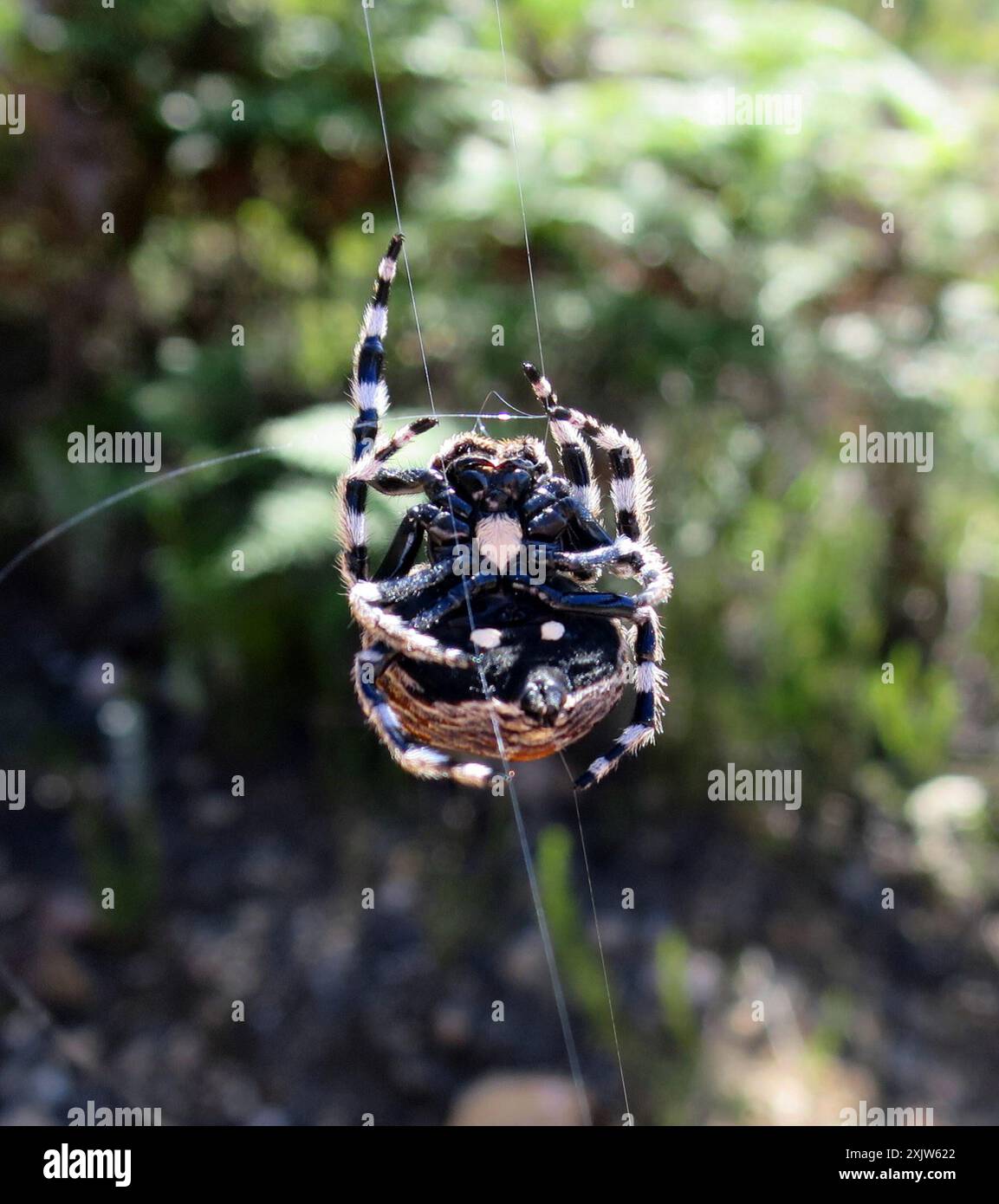 Bark Spiders (Caerostris) Arachnida Stock Photo - Alamy