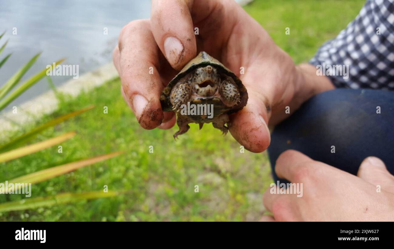 Razor-backed Musk Turtle (Sternotherus carinatus) Reptilia Stock Photo ...