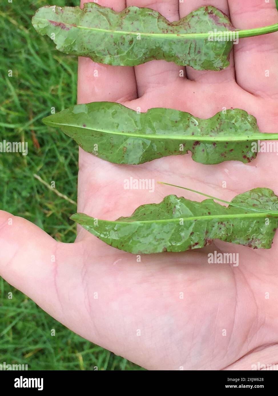 Clustered Dock (Rumex conglomeratus) Plantae Stock Photo - Alamy