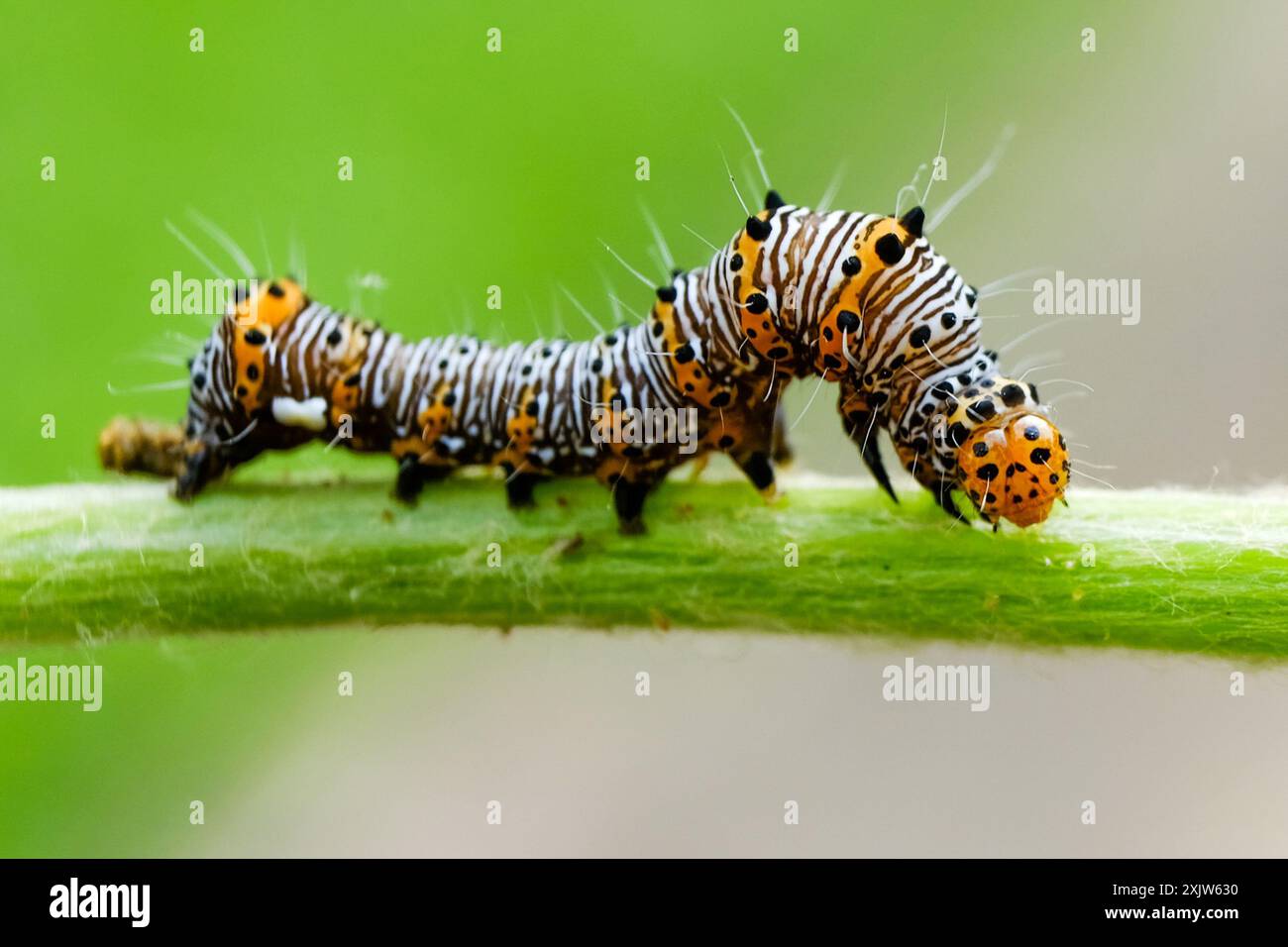 Eight-spotted Forester Moth (Alypia octomaculata) Insecta Stock Photo ...