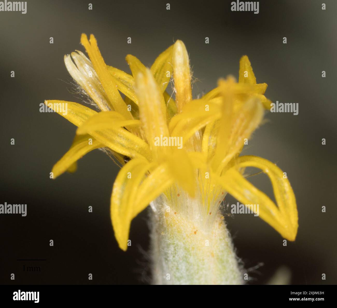 Spineless Horsebrush (Tetradymia canescens) Plantae Stock Photo - Alamy