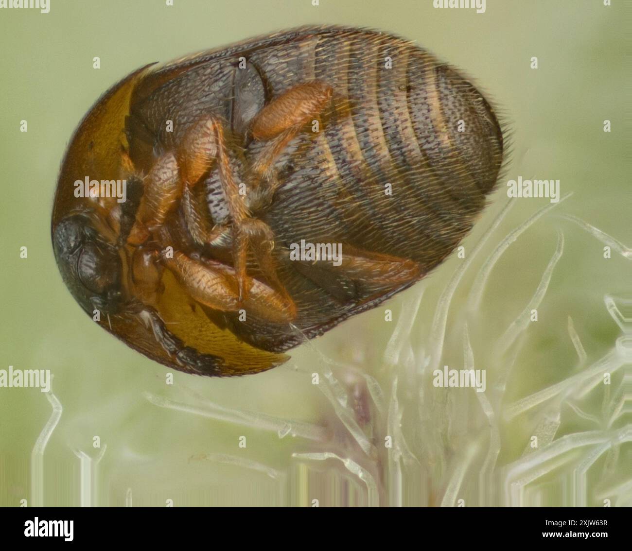 Minute Hooded Beetles (Corylophidae) Insecta Stock Photo - Alamy
