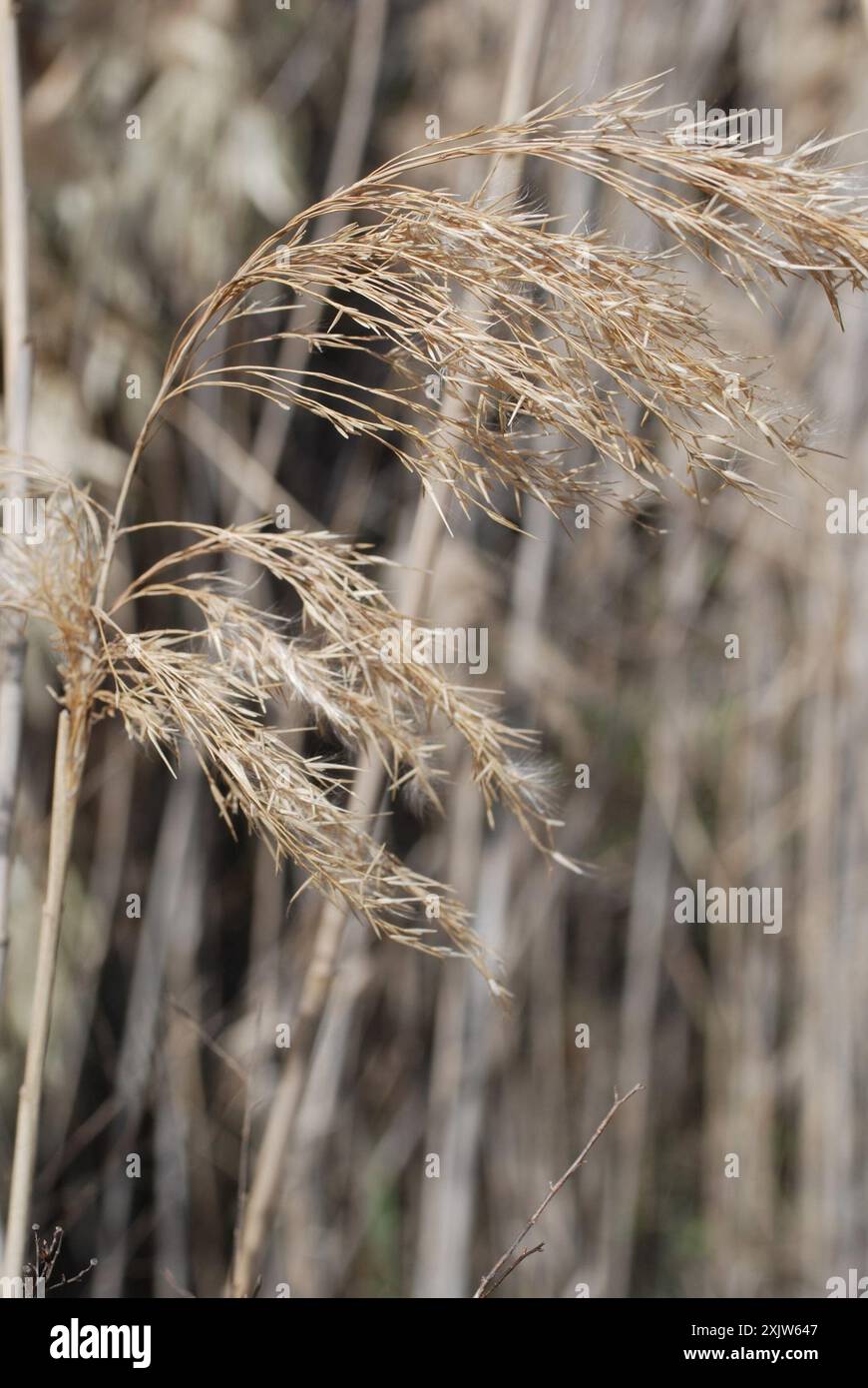common reed (Phragmites australis) Plantae Stock Photo - Alamy