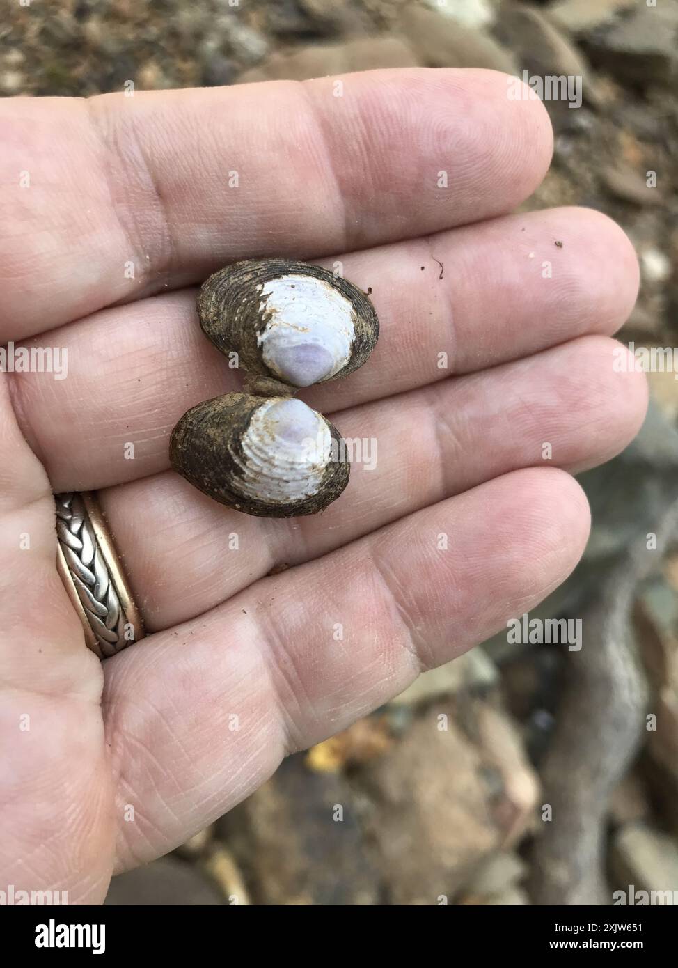 Asian Clam (Corbicula fluminea) Mollusca Stock Photo - Alamy