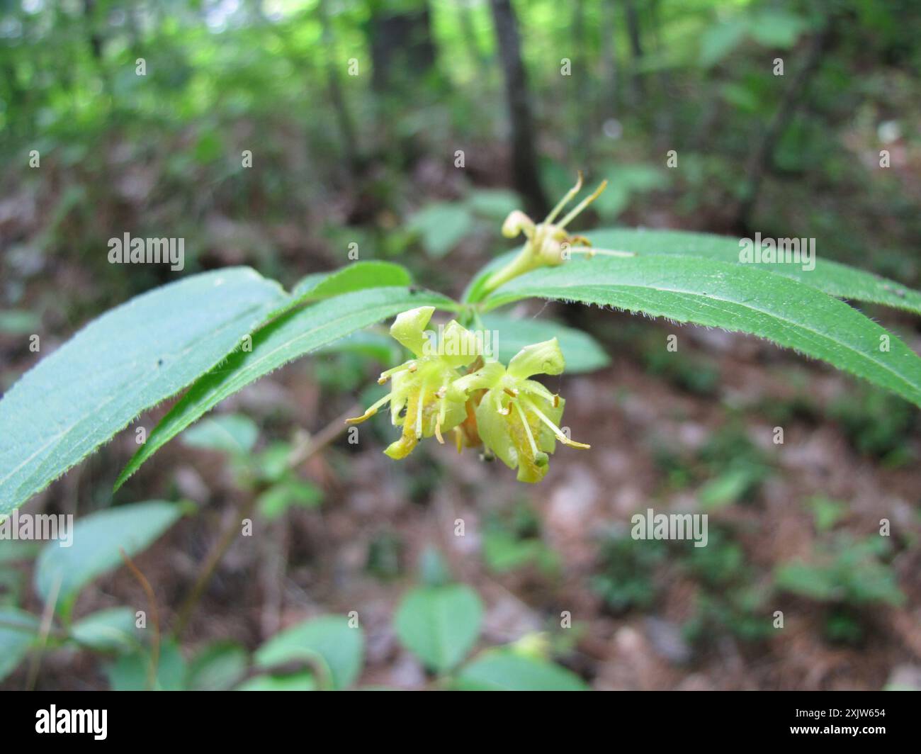 northern bush honeysuckle (Diervilla lonicera) Plantae Stock Photo - Alamy