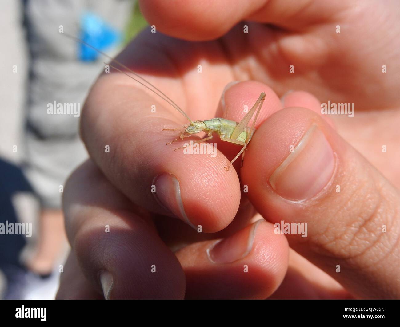 Italian Tree Cricket (Oecanthus pellucens) Insecta Stock Photo - Alamy