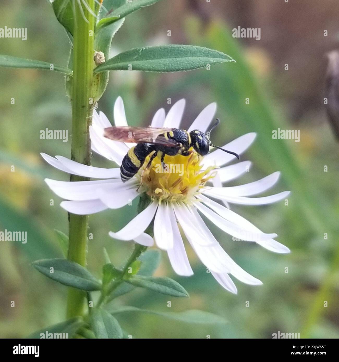 Hump-backed Beewolf (Philanthus gibbosus) Insecta Stock Photo - Alamy