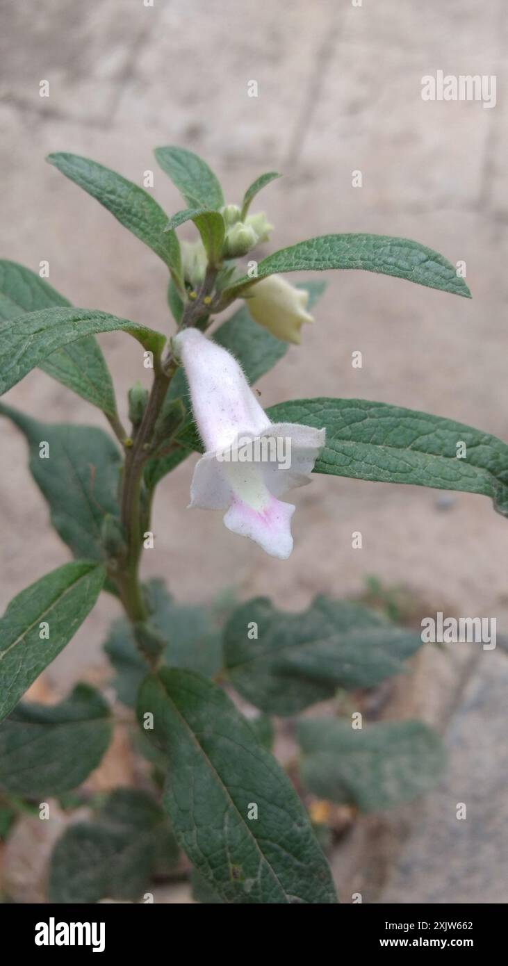 Sesame (Sesamum indicum) Plantae Stock Photo - Alamy