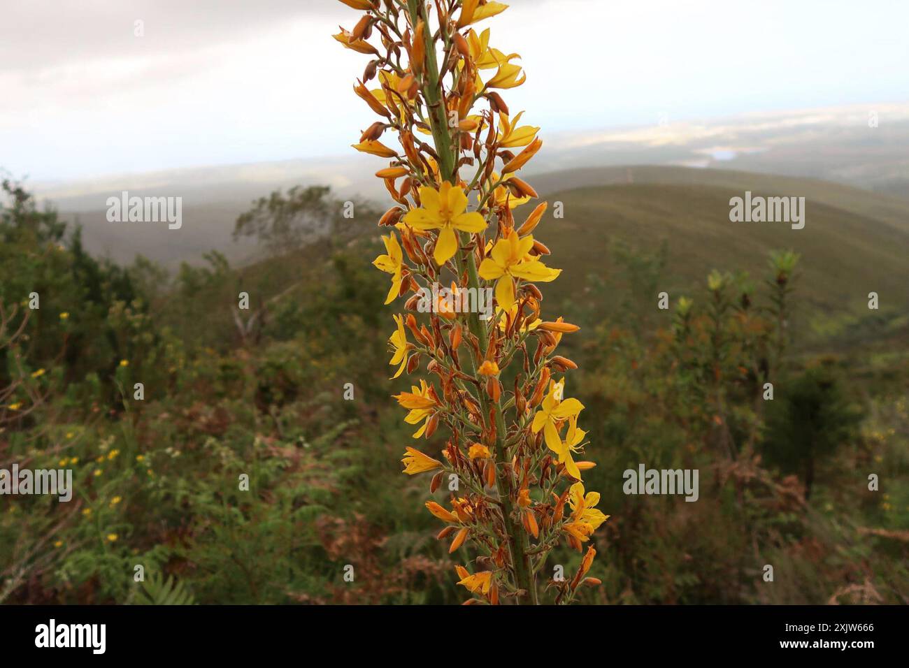 Red Root (Wachendorfia thyrsiflora) Plantae Stock Photo - Alamy