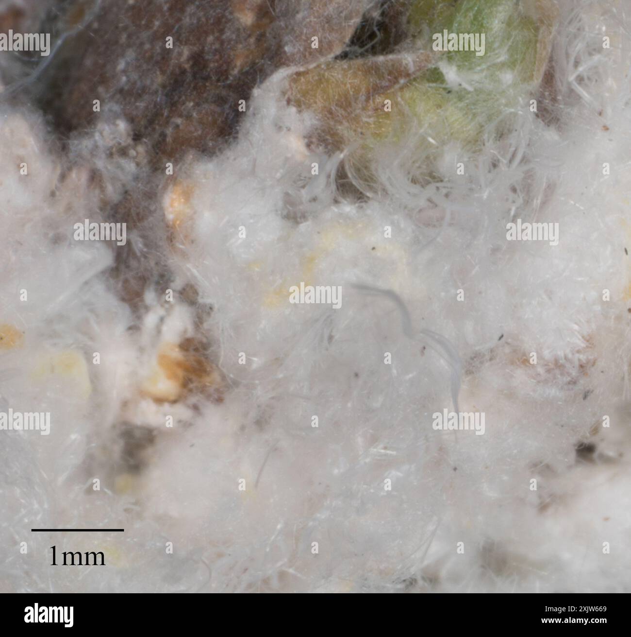 Curtain Fig Psyllid (Macrohomotoma gladiatum) Insecta Stock Photo - Alamy
