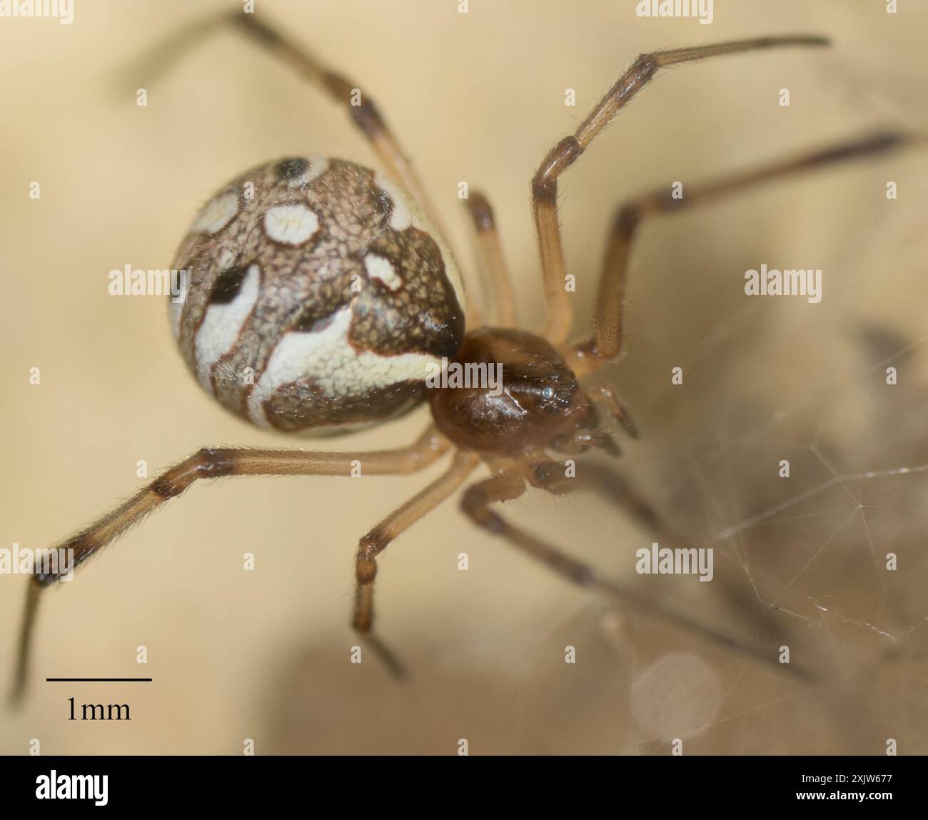 Brown Widow (Latrodectus geometricus) Arachnida Stock Photo - Alamy
