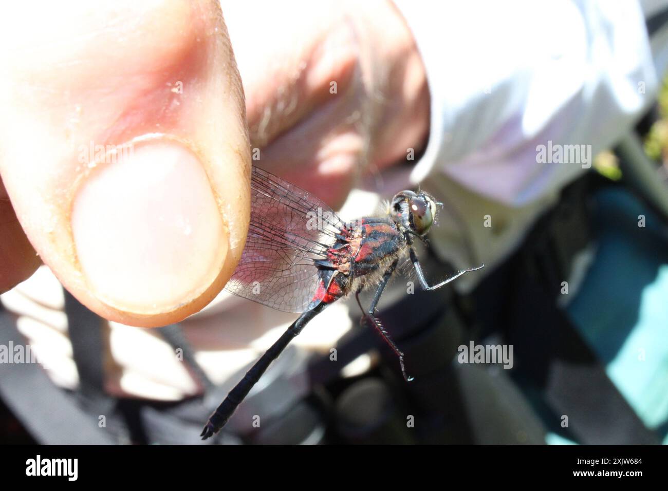 Crimson-ringed Whiteface (Leucorrhinia glacialis) Insecta Stock Photo ...