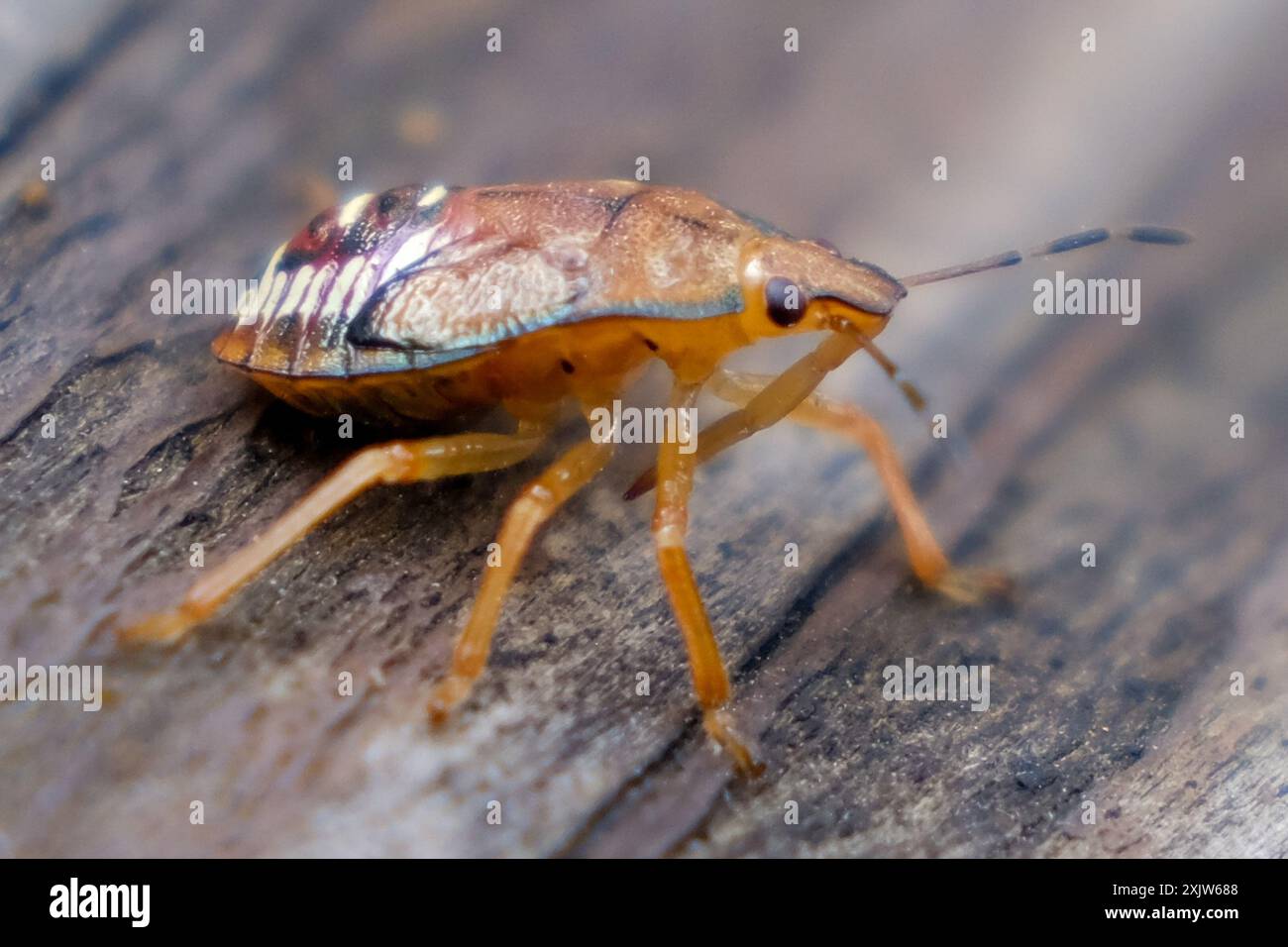Spined Soldier Bug (Podisus maculiventris) Insecta Stock Photo - Alamy