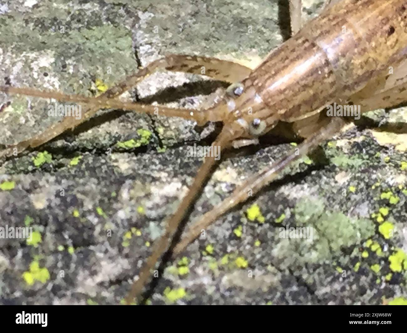 Camel Crickets, Cave Crickets, and Cave Wēta (Rhaphidophoridae) Insecta ...