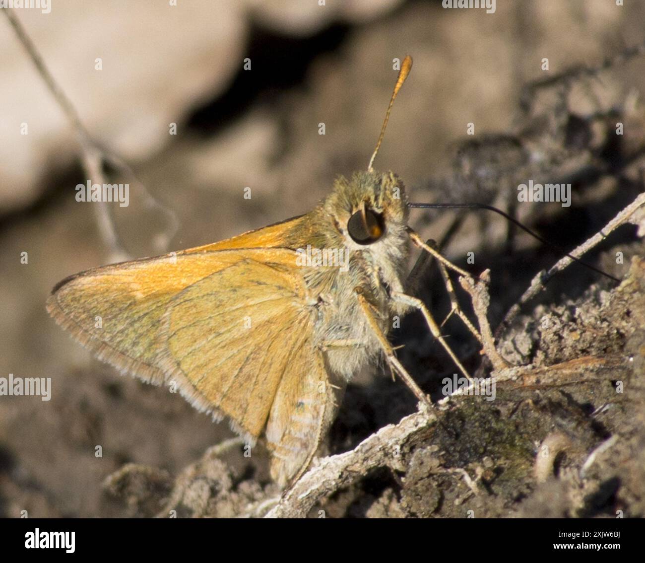 Tawny-edged Skipper (Polites themistocles) Insecta Stock Photo - Alamy