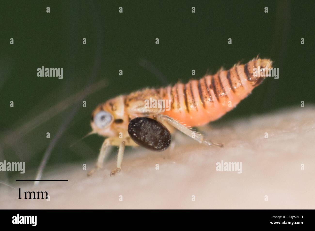 Pincer Wasps (Dryinidae) Insecta Stock Photo - Alamy