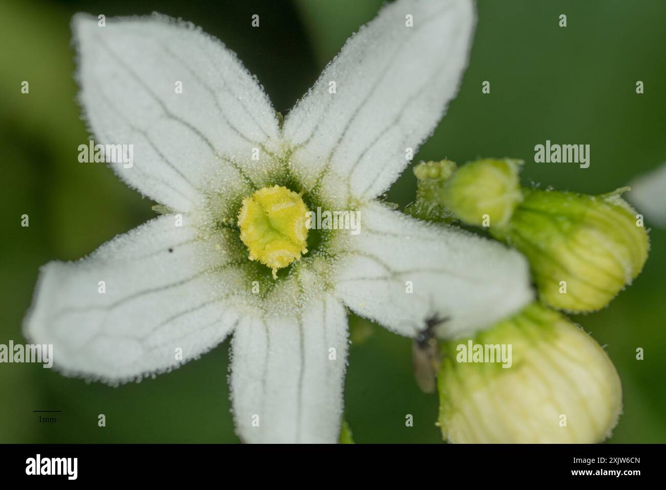 coastal manroot (Marah oregana) Plantae Stock Photo - Alamy