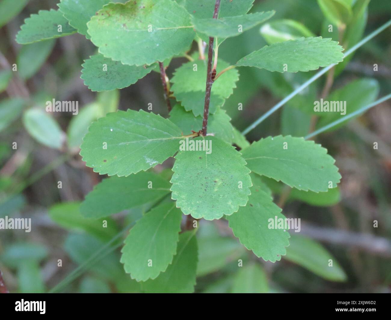 swamp birch (Betula pumila) Plantae Stock Photo - Alamy