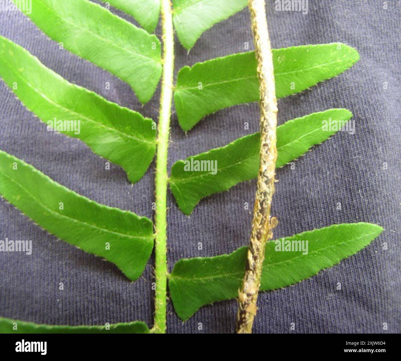 Christmas fern (Polystichum acrostichoides) Plantae Stock Photo - Alamy