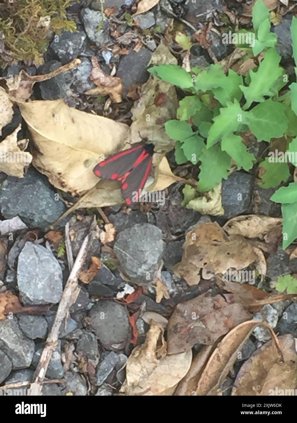 Cinnabar moth (Tyria jacobaeae) Insecta Stock Photo - Alamy