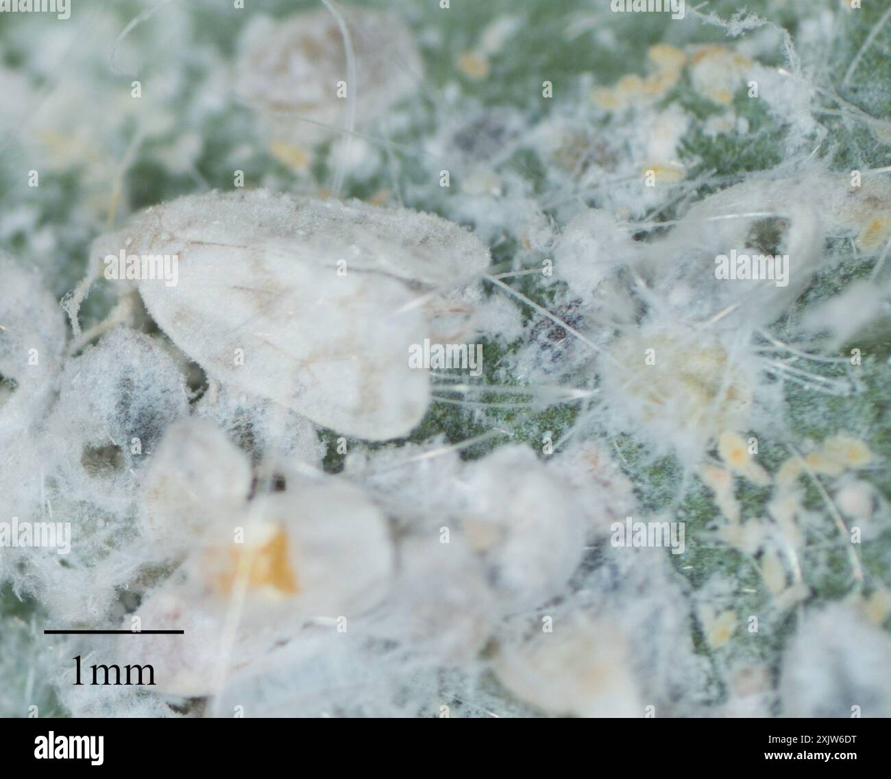Aleurodicus dugesii hi-res stock photography and images - Alamy