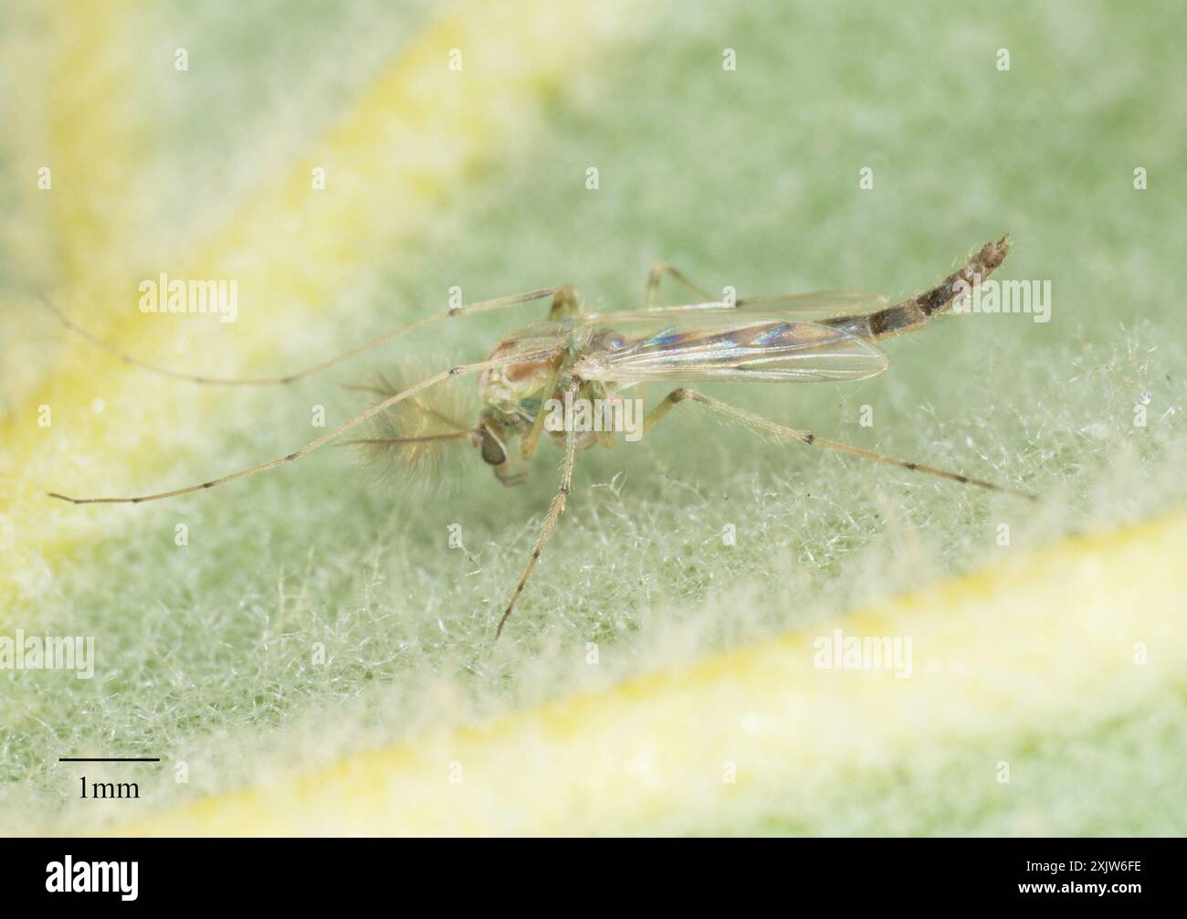 Non-biting Midges (Chironomidae) Insecta Stock Photo - Alamy