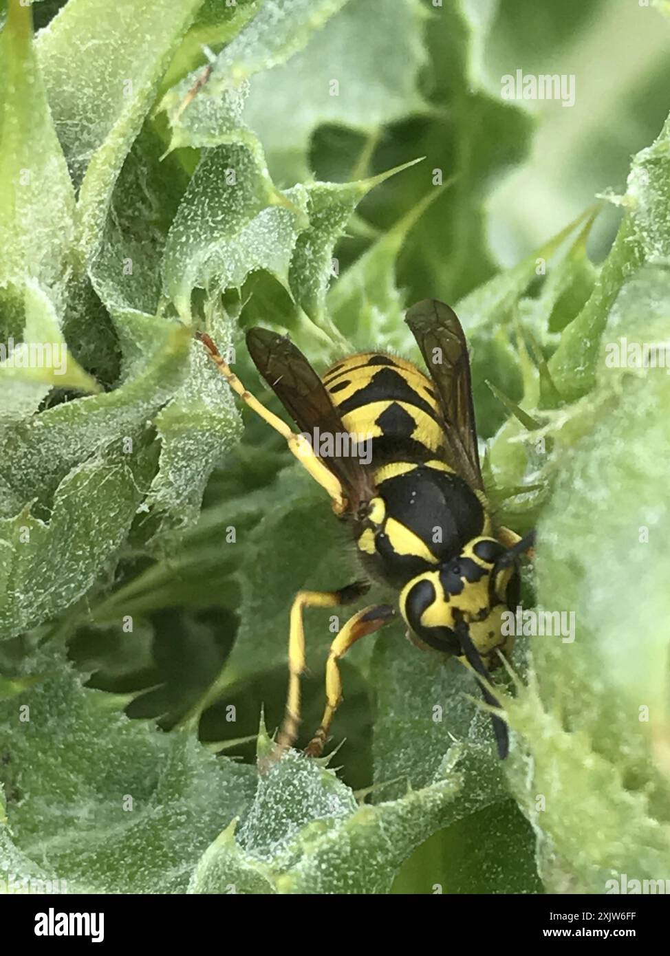 Western Yellowjacket (Vespula pensylvanica) Insecta Stock Photo - Alamy
