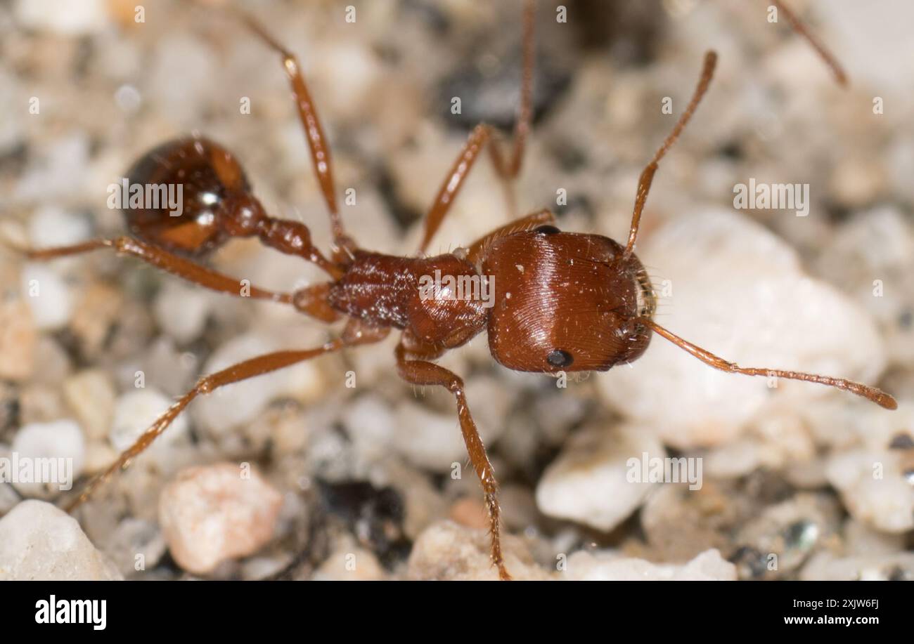 California Harvester Ant (Pogonomyrmex californicus) Insecta Stock ...