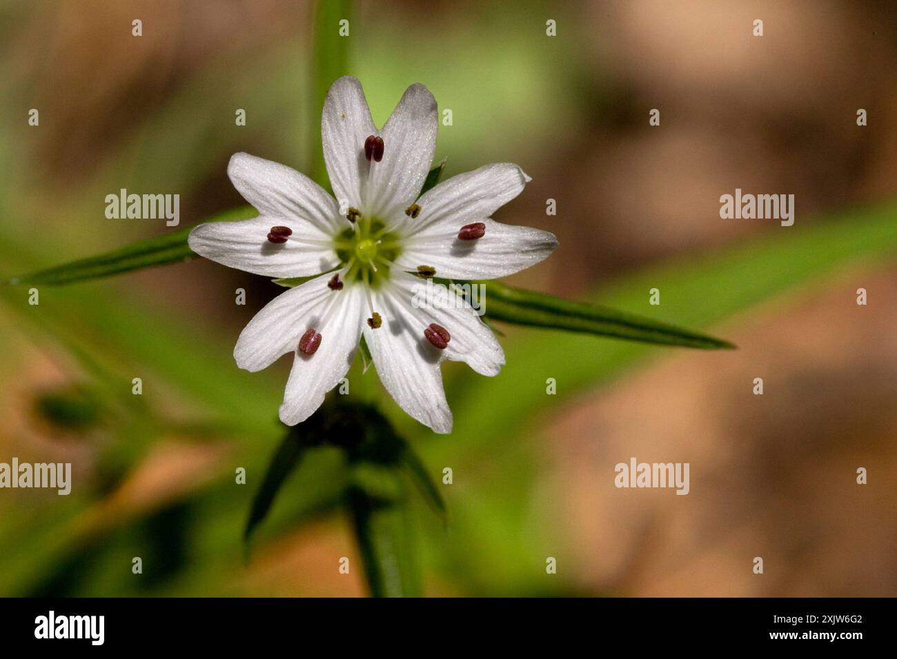 tuber starwort (Pseudostellaria jamesiana) Plantae Stock Photo - Alamy