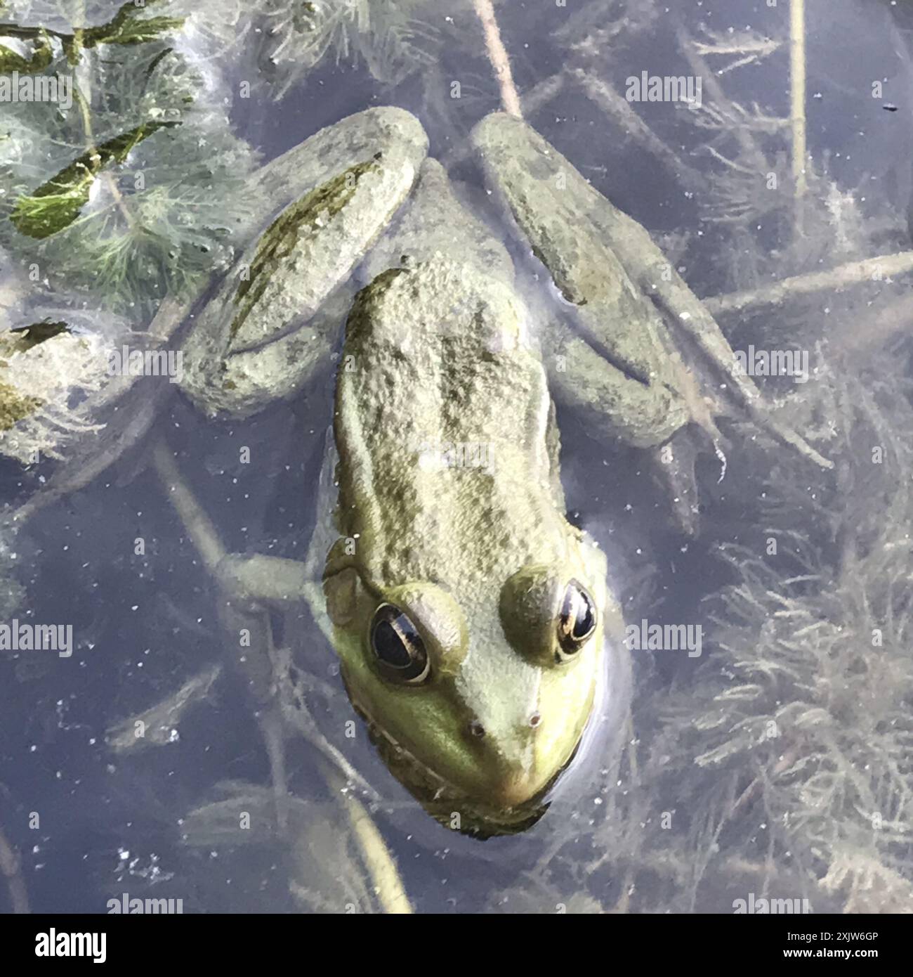 Water Frogs (Pelophylax) Amphibia Stock Photo - Alamy