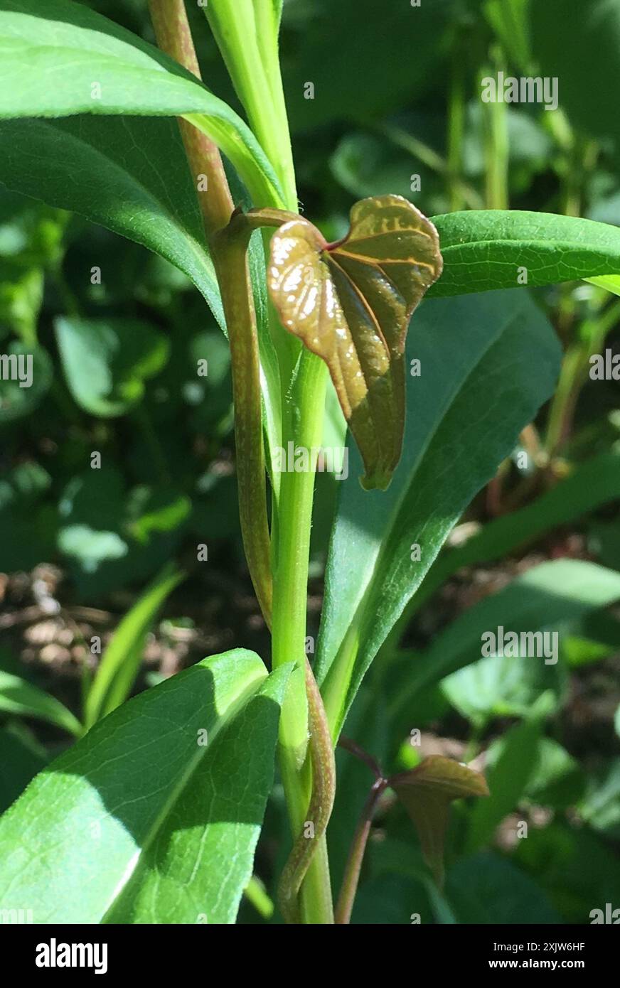 Chinese yam (Dioscorea polystachya) Plantae Stock Photo - Alamy