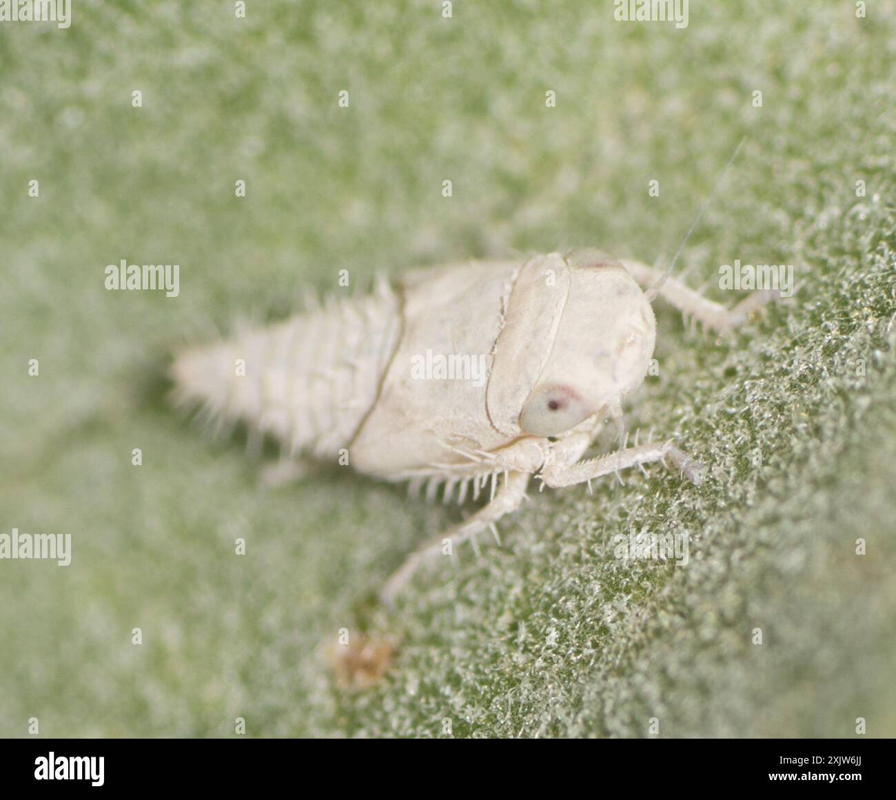Typical Leafhoppers (Cicadellidae) Insecta Stock Photo - Alamy