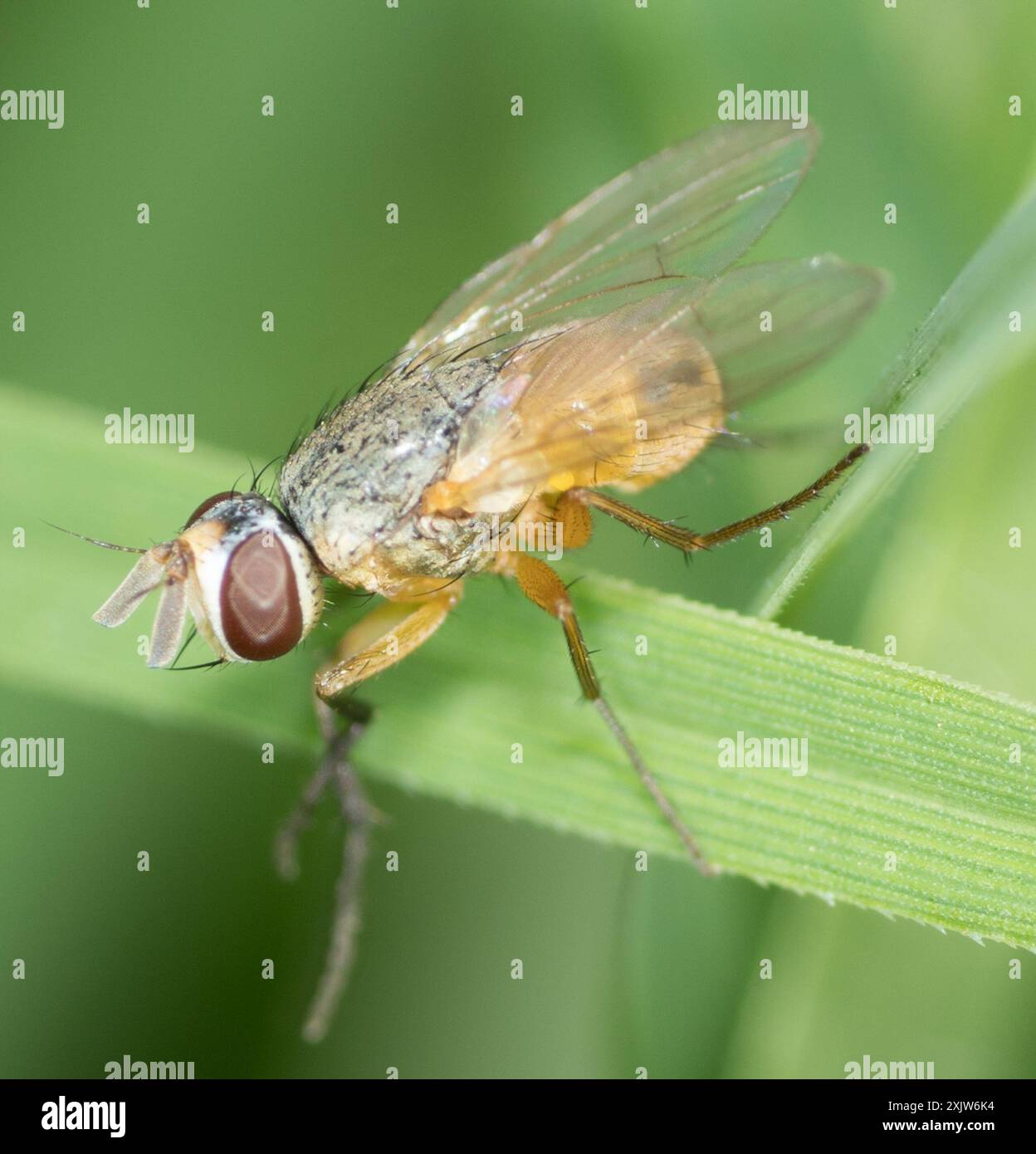 Bermudagrass Stem Maggot (Atherigona reversura) Insecta Stock Photo - Alamy