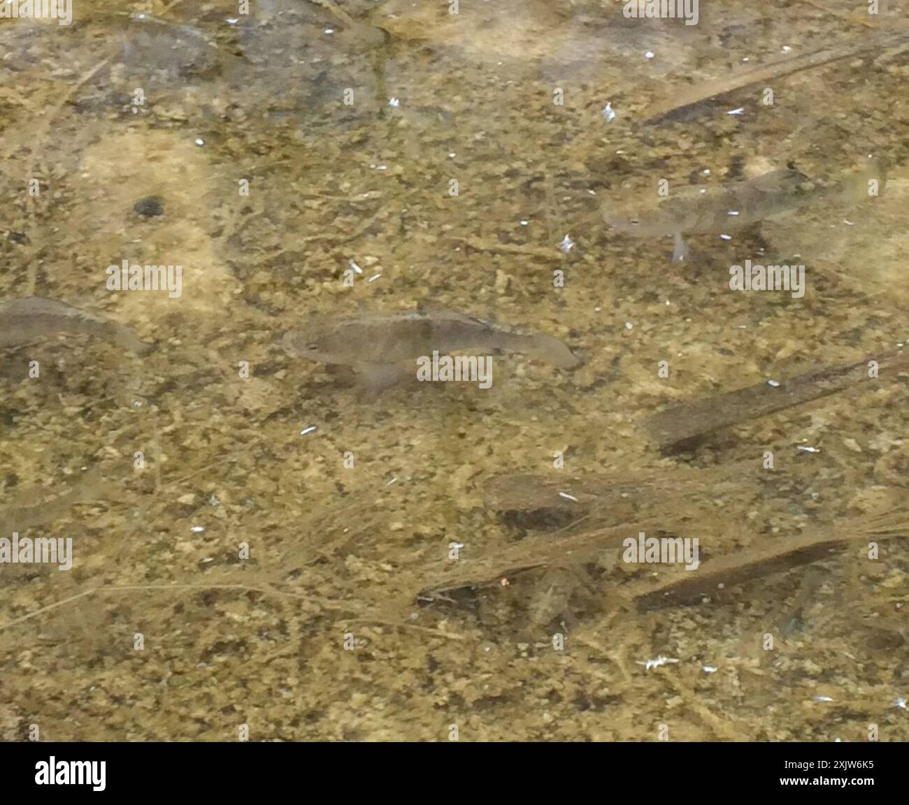 Amargosa Pupfish (Cyprinodon nevadensis) Actinopterygii Stock Photo - Alamy